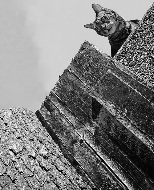 Maria Pałasińska. Całości i fragmenty - Akcent